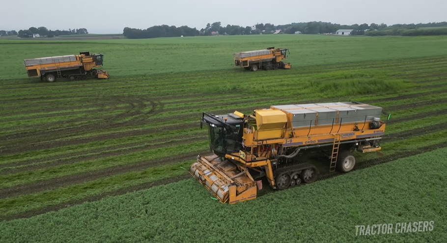 Watch these Oxbo Pea Harvesting Machines running non stop for 5 weeks ...