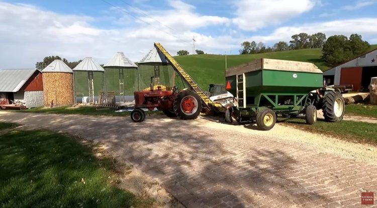 Picking corn on a small family dairy farm just like the old days. Two ...