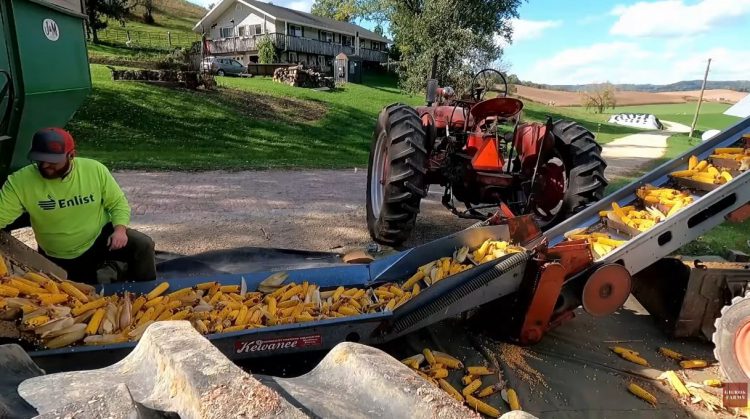 Picking corn on a small family dairy farm. Today we are continuing on ...
